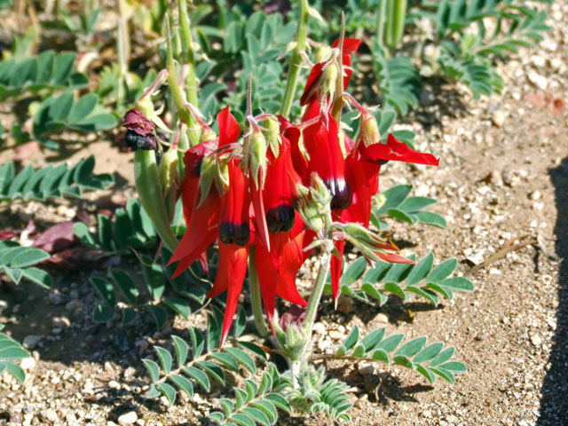 Dundas to Balladonia